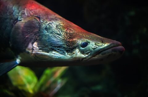 The Arapaima - GRRRO